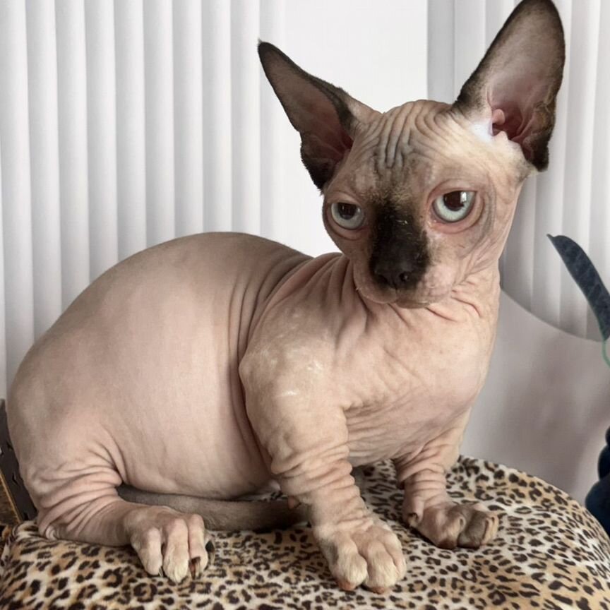 Бамбино котёнок