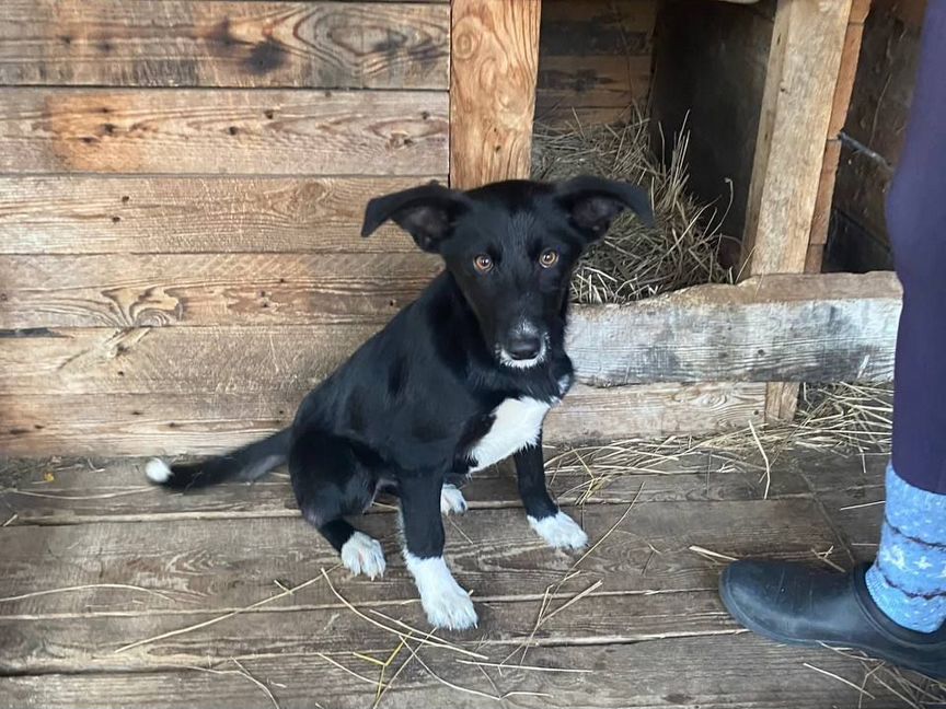 Молодая "Ночка" в добрые руки