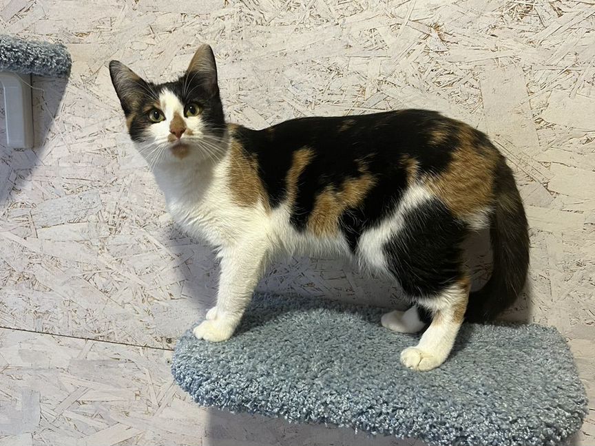 Котенок(7мес)бесплатно в добрые руки