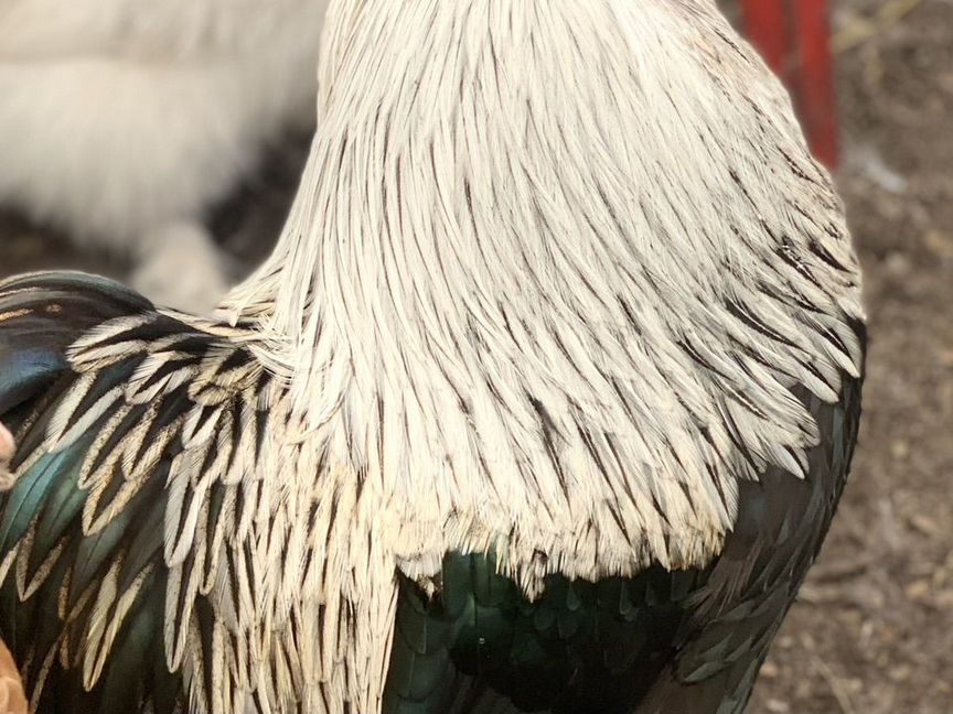 Китайские шелковые куры