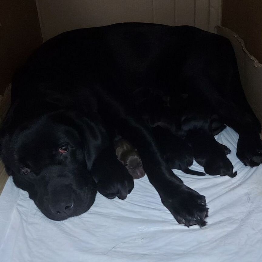 Лабрадор-ретривер, щенок