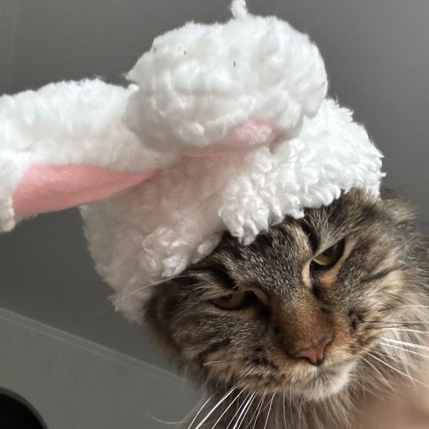 Мейн-кун, взрослая кошка