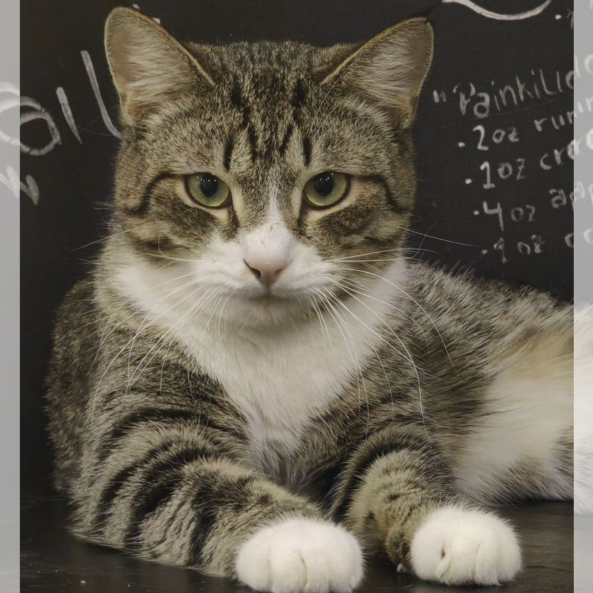 Котик ищет любящую семью