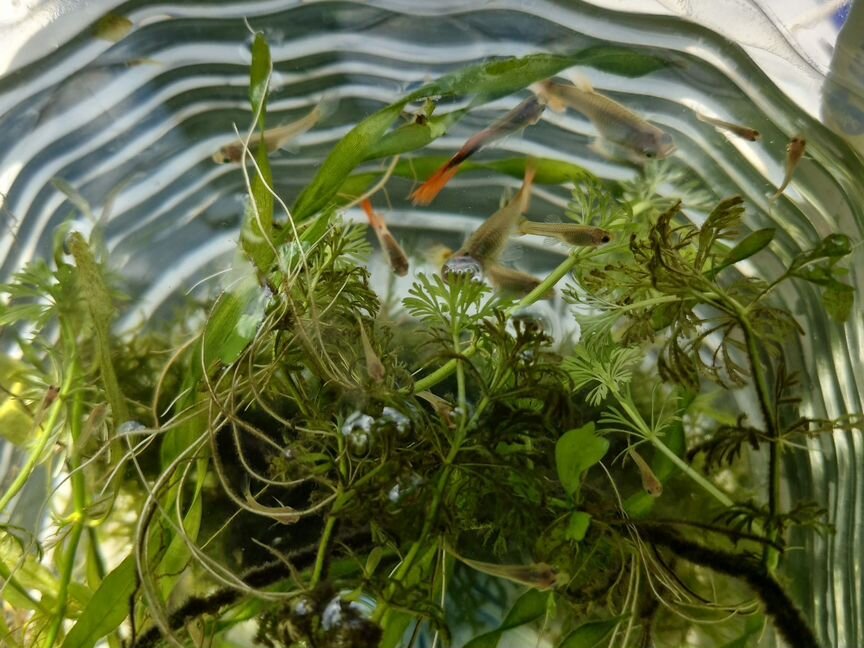 Аквариумные рыбки гуппи