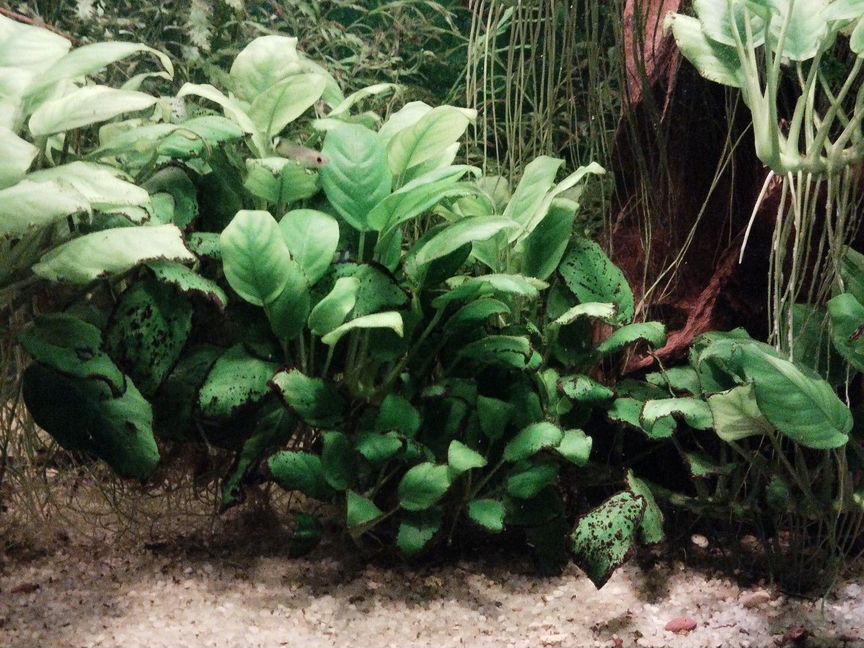 Анубиас обмен