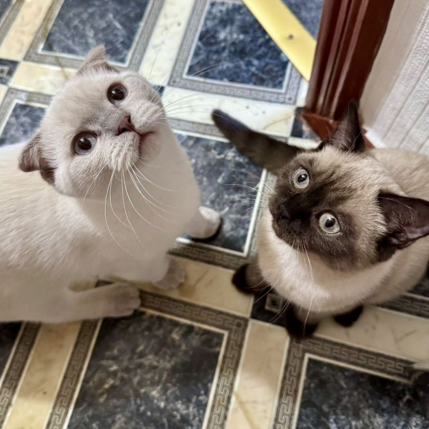 Шотландский вислоухий короткошёрстный котёнок