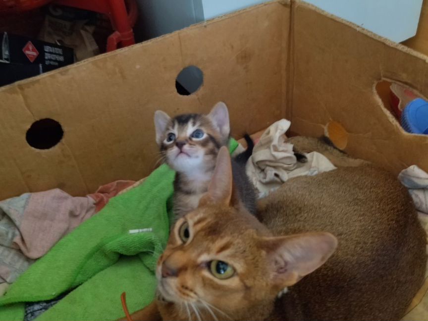 Котёнок от абиссинской