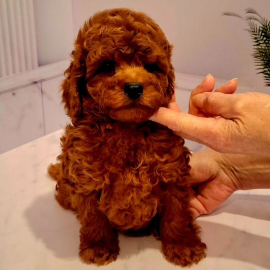 Той-пудель ред браун