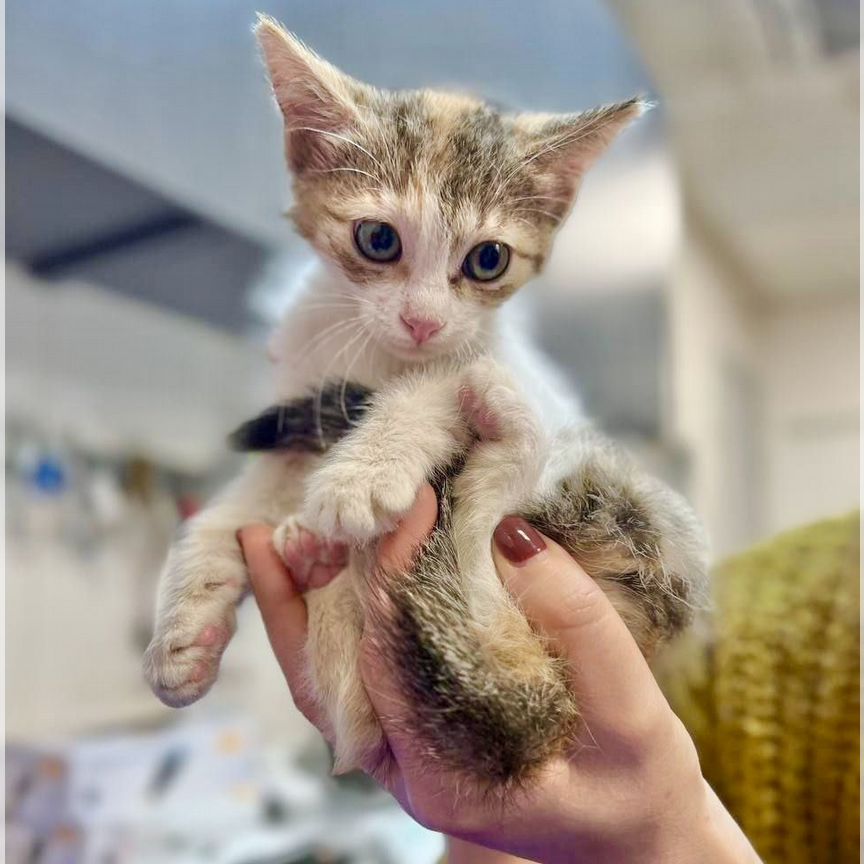 Котёнок в добрые руки