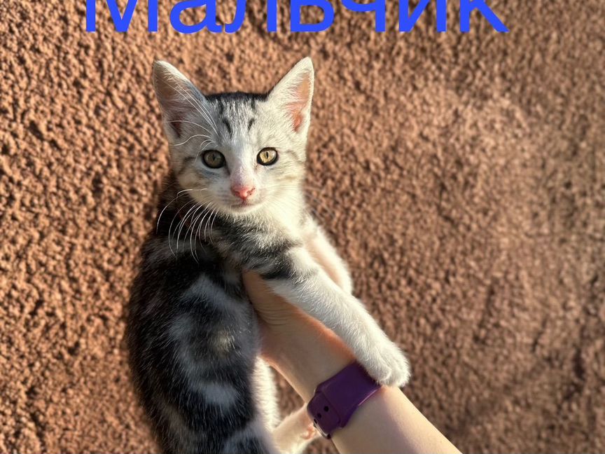 Котята в добрые руки бесплатно мальчики и девочка