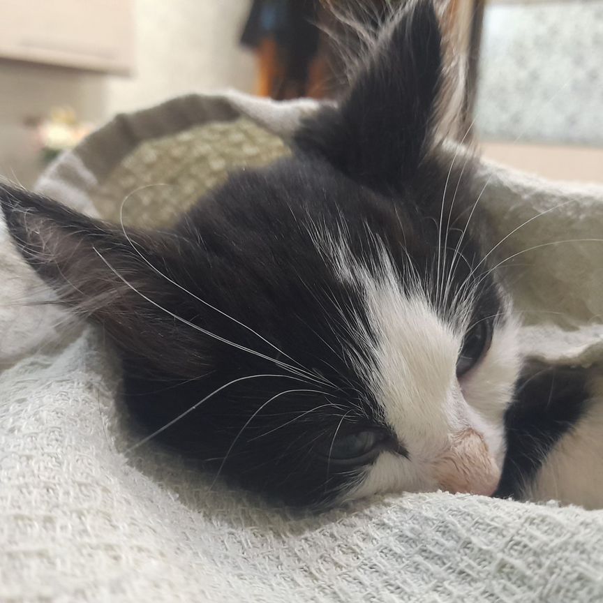 Котёнок в добрые руки