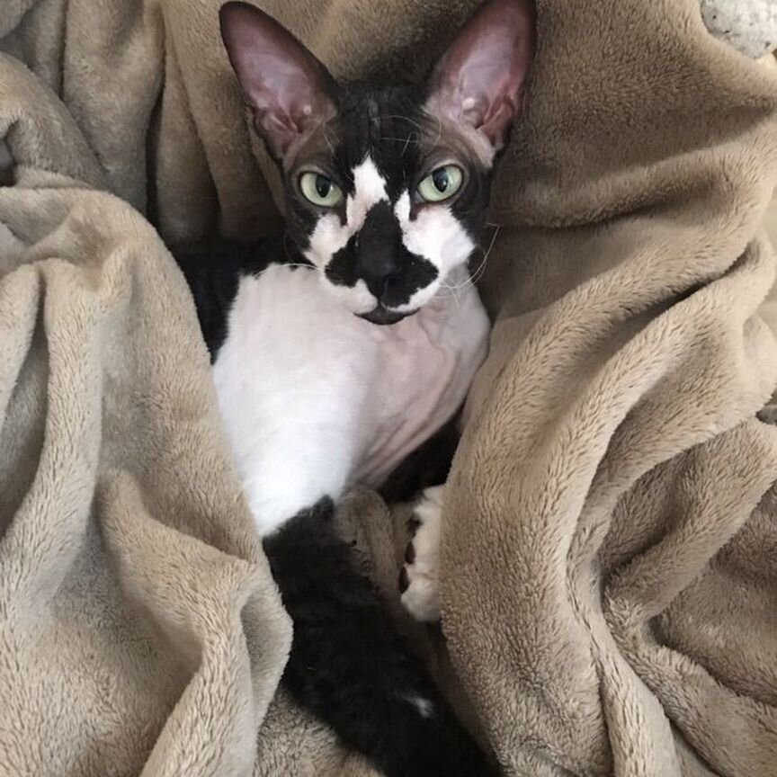 Канадский сфинкс