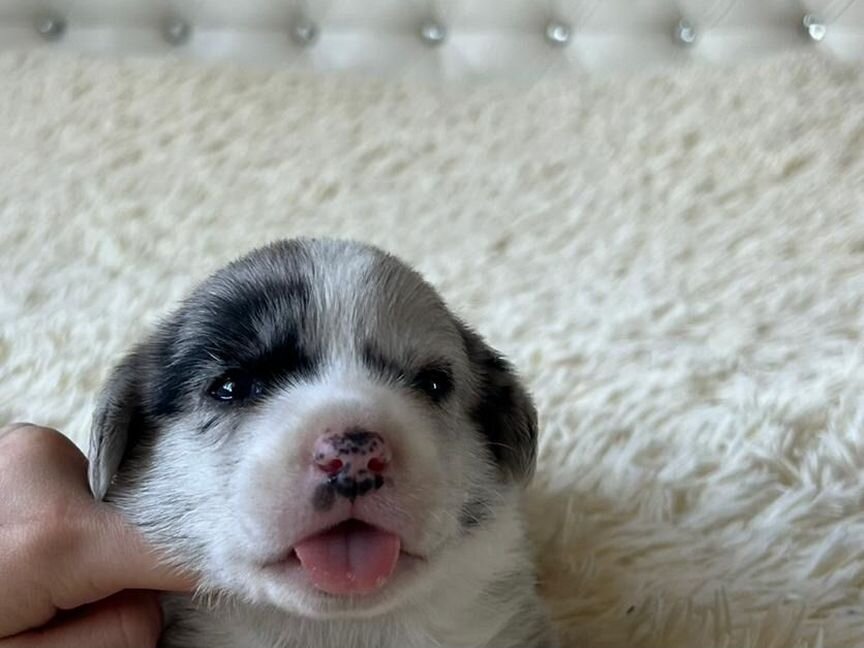 Щенки корге