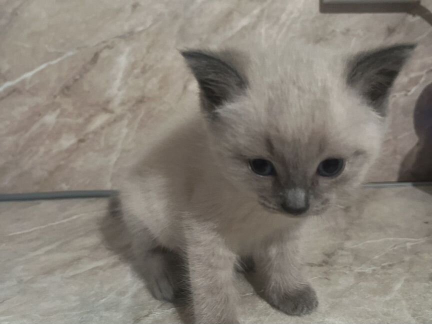 Котенок мальчик. Рожденный 09.05.2024