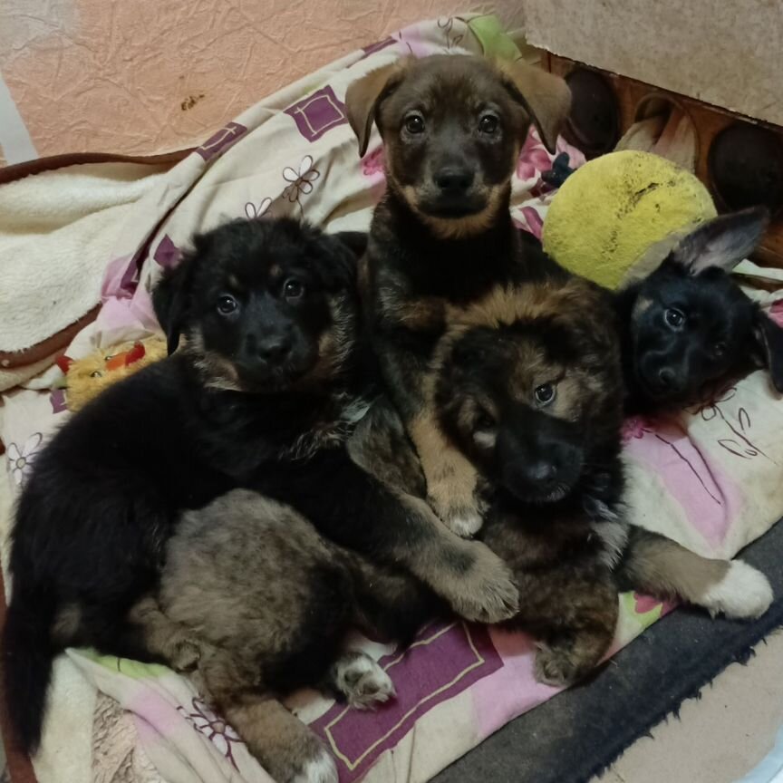 Щенок в добрые руки бесплатно