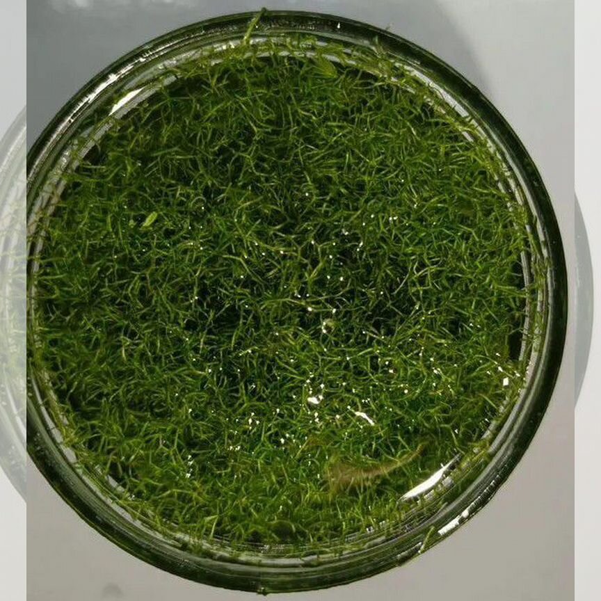 Аквариумные растения