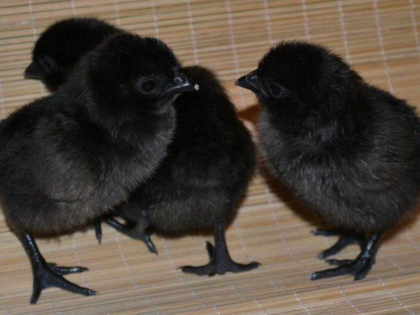 Цыплята суточные Ухейлюй