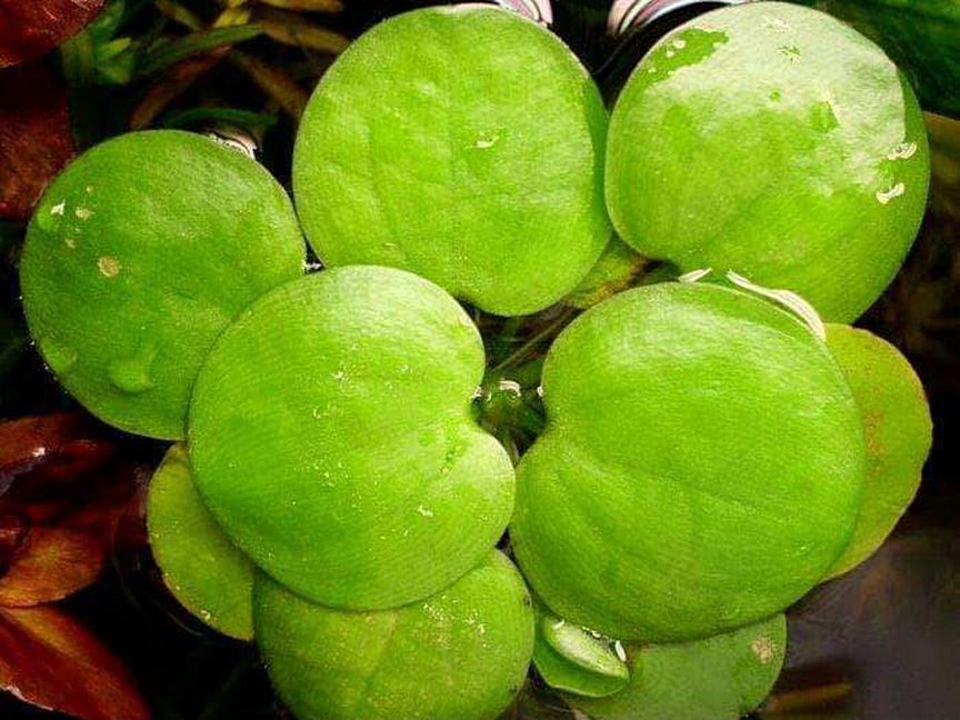 Лимнобиум и пистия