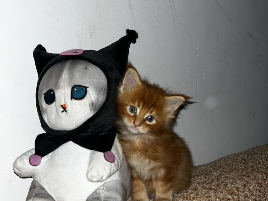 Котята мейн-кун,родились 06.06.2024г