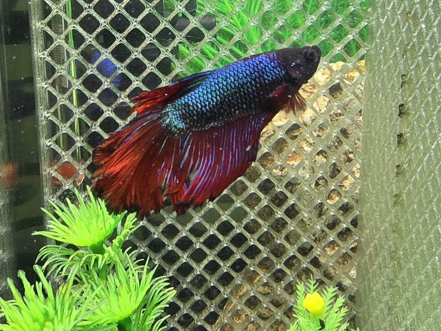 Рыбка петушок самец