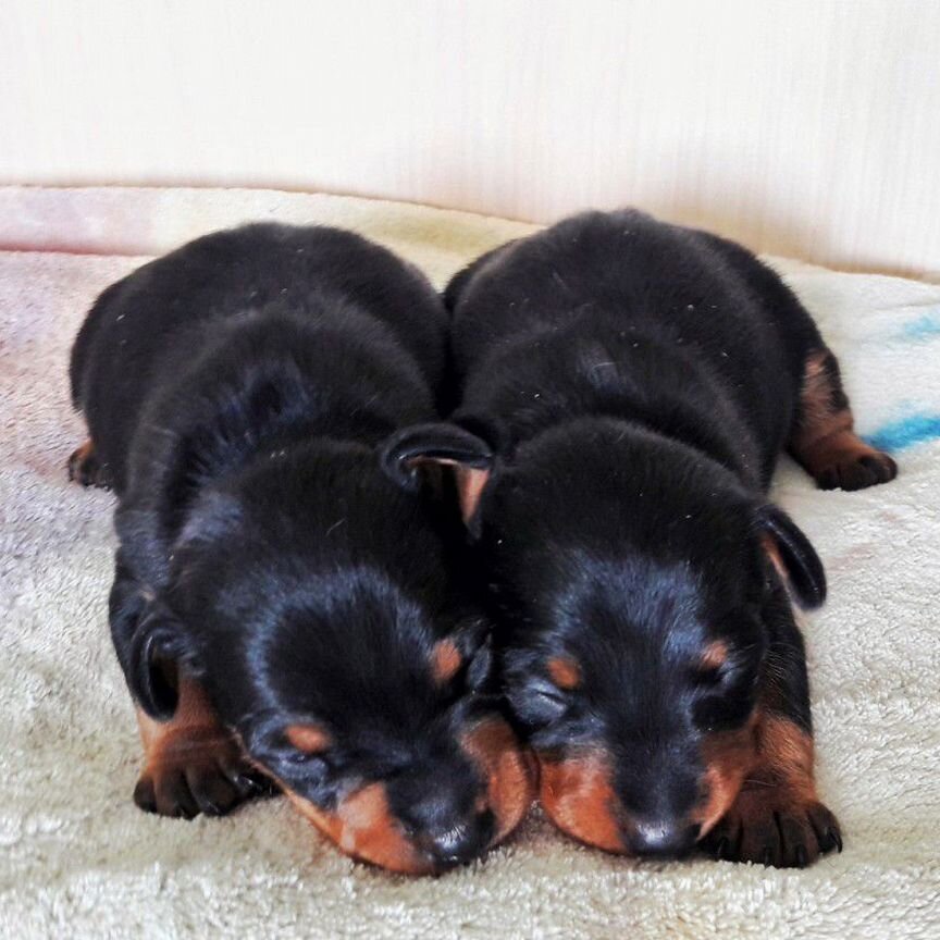 Детки Цверги