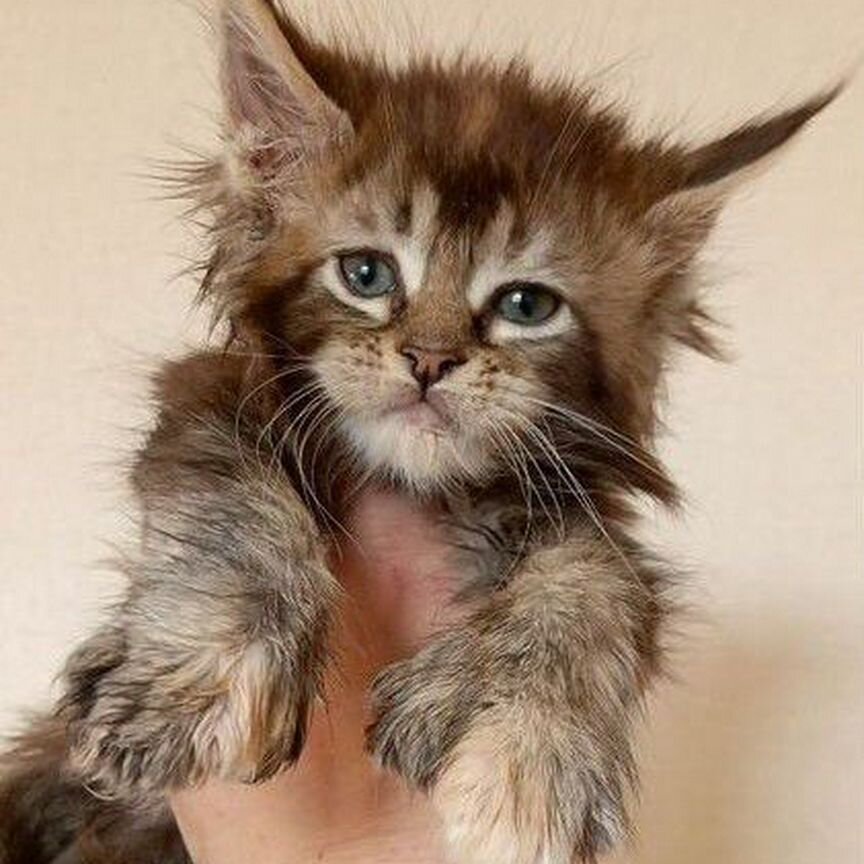 Котята мейн-кун полидакт