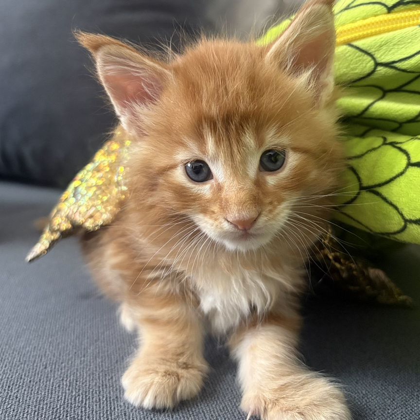 Мейн-кун котёнок