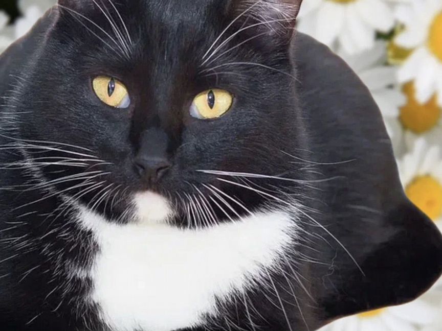 Кошка мадам Ромашка ищет дом