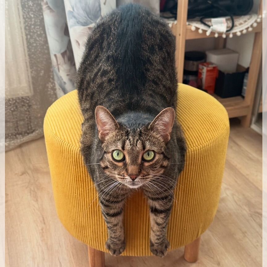 Кошка в добрые руки