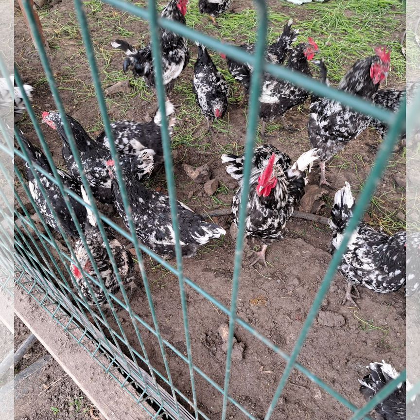 Куры черно пестрый австролорб