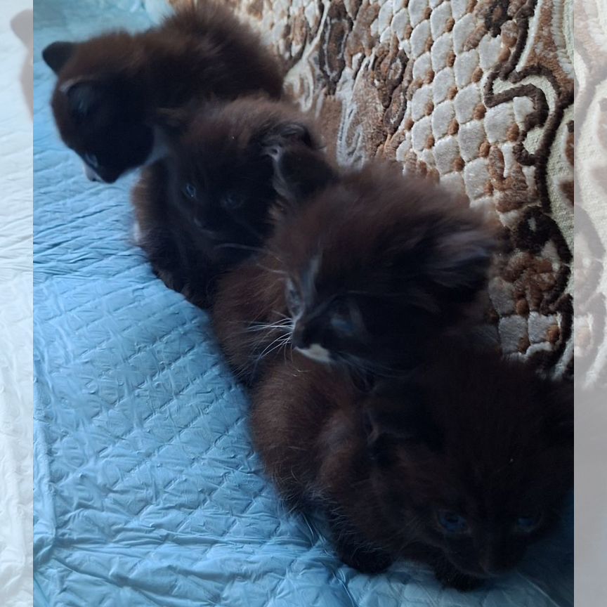 Котята в добрые руки бесплатно