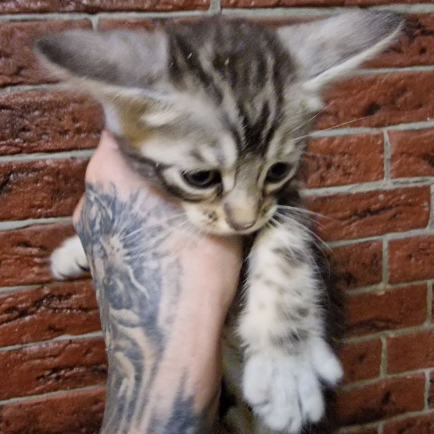 Котята бенгалы