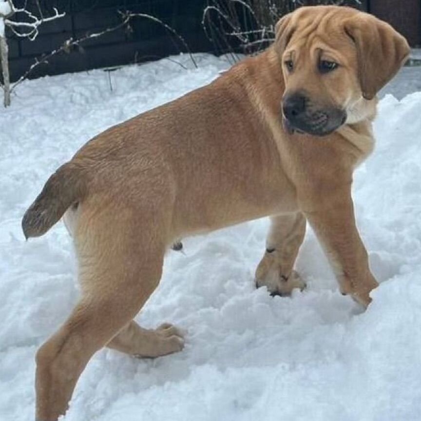 Щенок от частного владельца