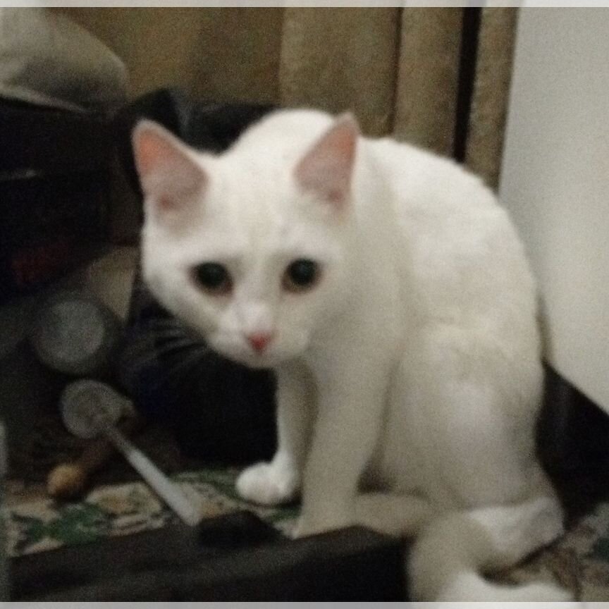 Отдам в добрые руки кошку девочку кличка"Соня"