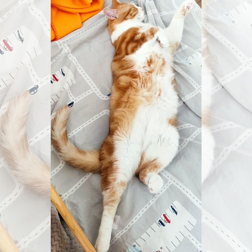 Отдам кота в добрые руки