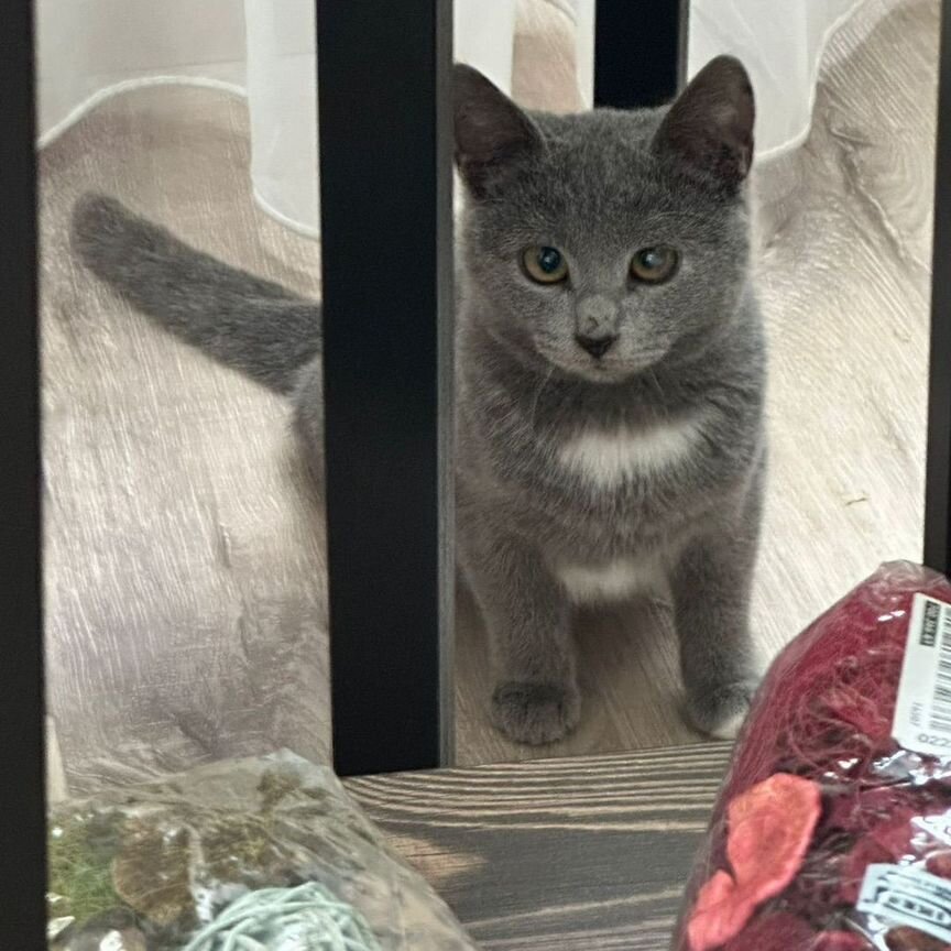 Серебристая красавица в добрые руки