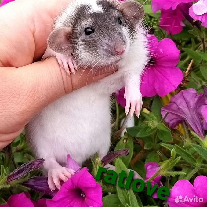 Крысята от ratlove