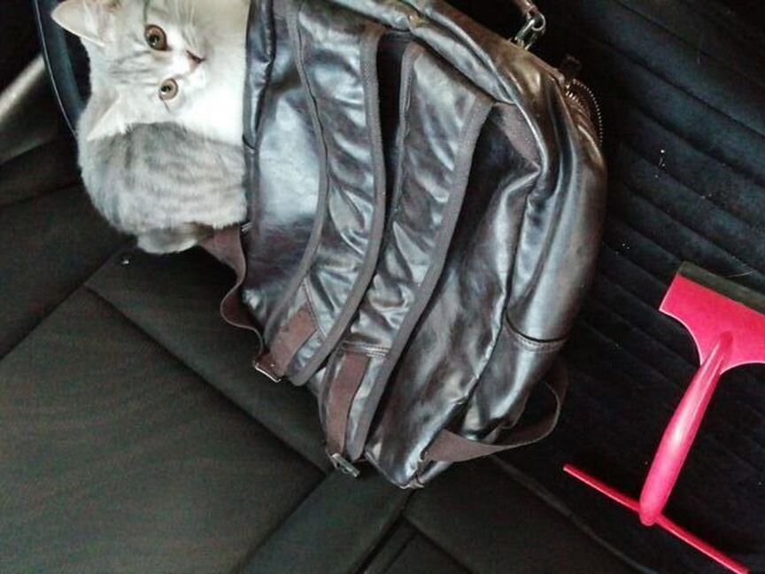 Котенок-кошка полукровка