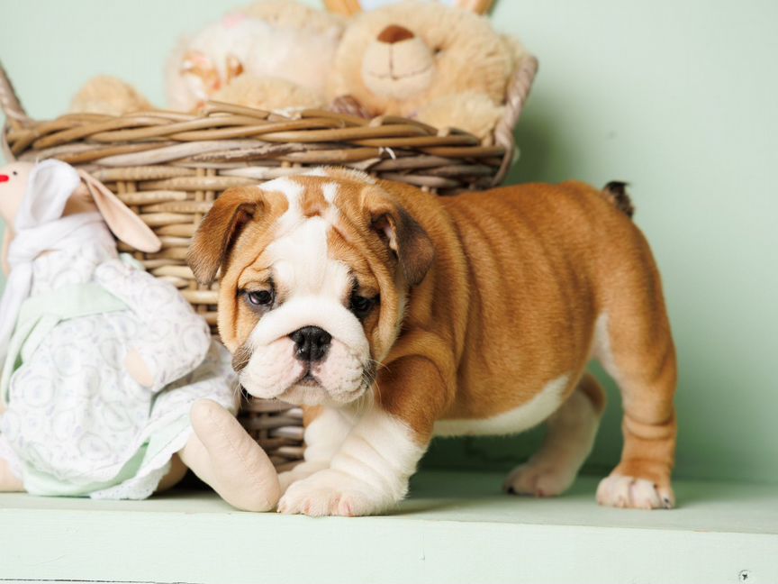 Ягода Малинка