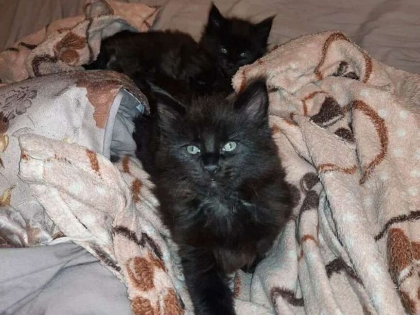 Шикарные дети с кистями