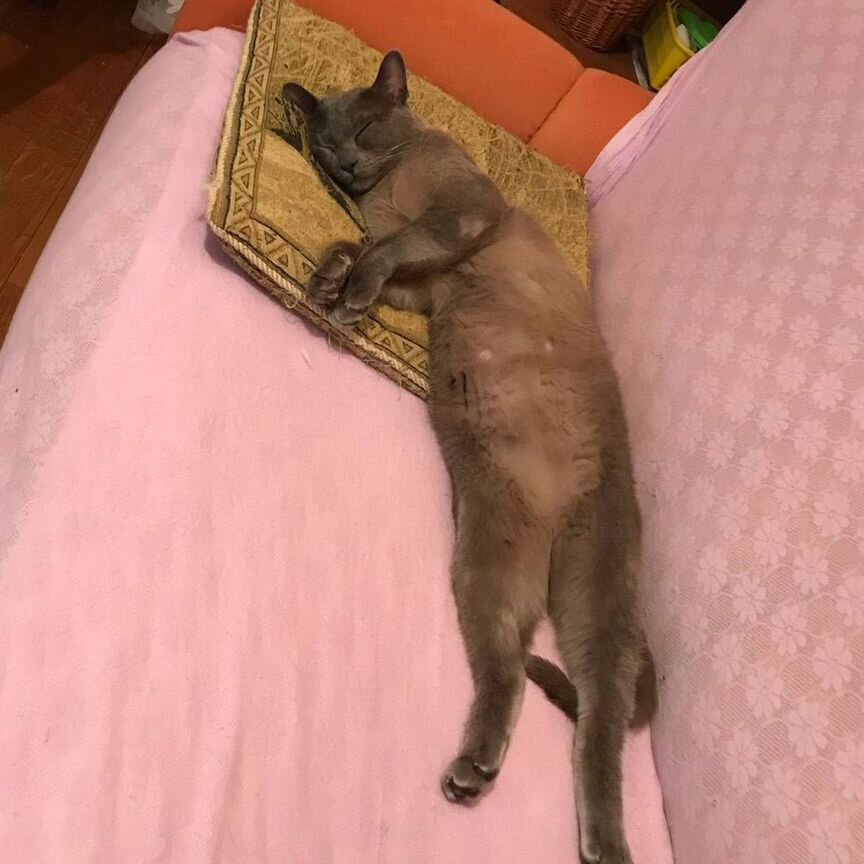 В добрые руки