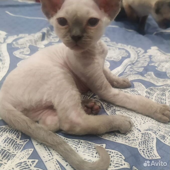 Пойнтовая девочка девон рекс редкого окраса