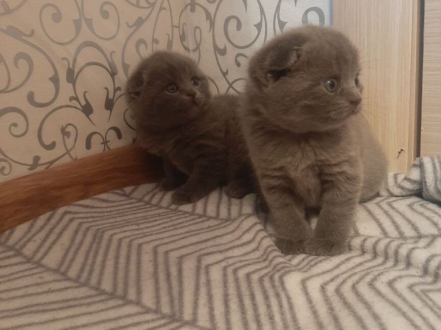 Шотландская вислоухие,милые,котята