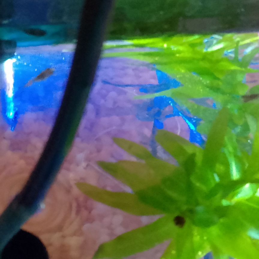 Аквариумы с рыбками