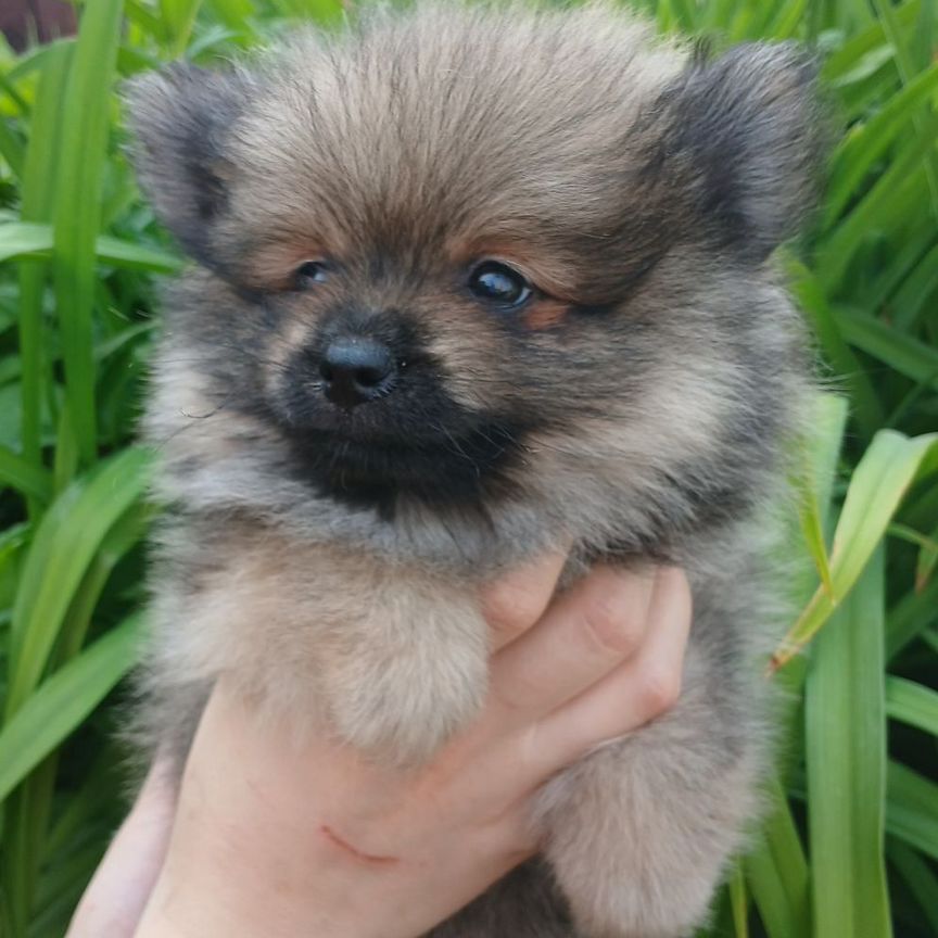 Немецкий шпиц, щенок
