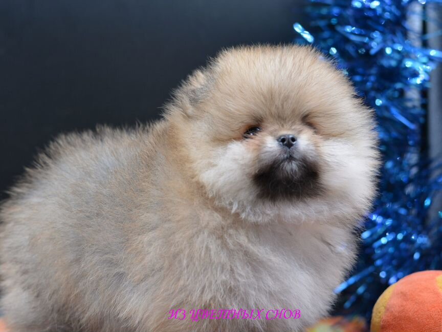 Очень красивые померашки