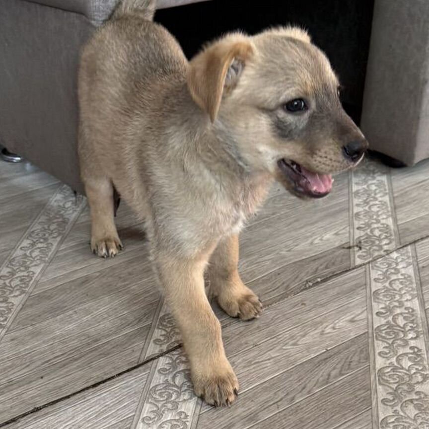 Щенок в добрые руки