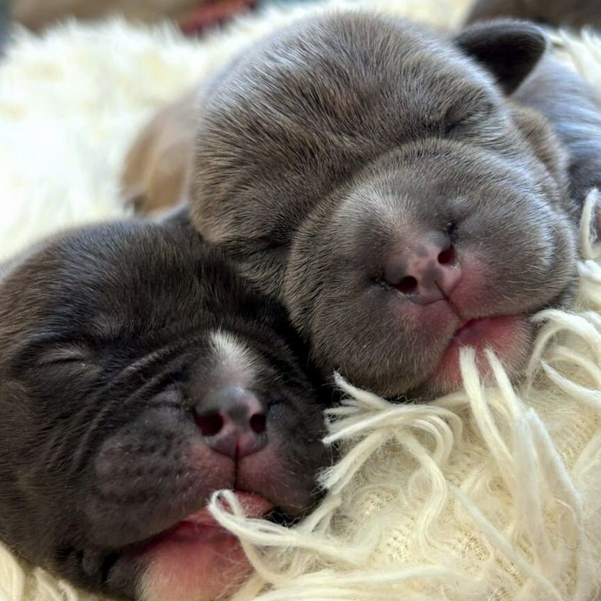 Американский булли