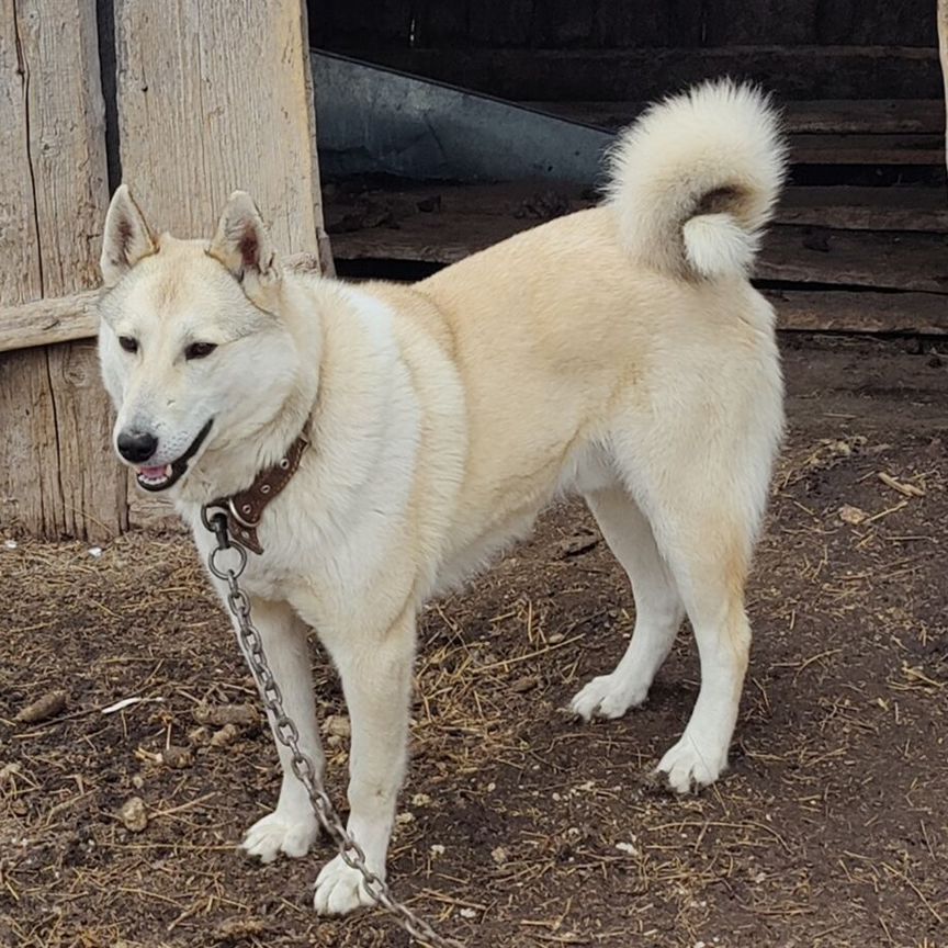 Западно сибирская лайка