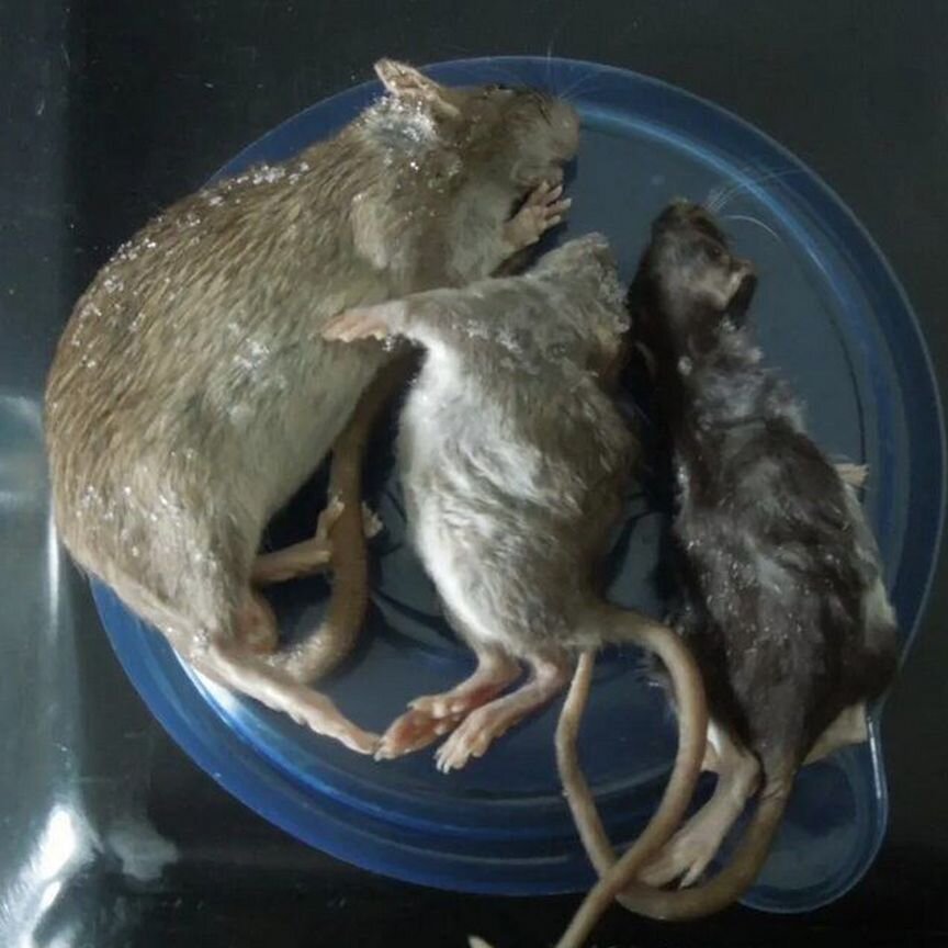 Ко. Кормовые крысы
